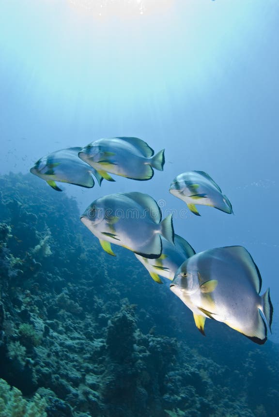 440 School Fish Line Stock Photos - Free & Royalty-Free Stock Photos ...