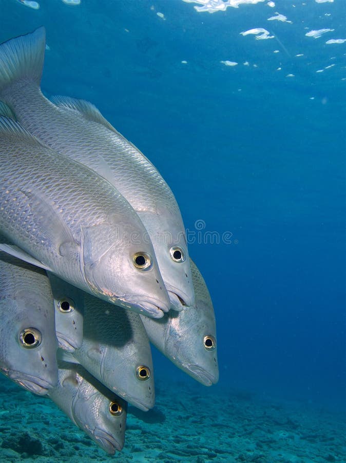 Snapper over kelp stock photo. Image of reserve, water - 16699384