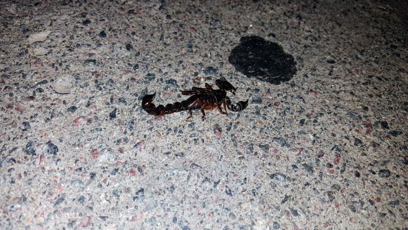 A Small Scorpion on the Floor Stock Photo - Image of arthropod ...