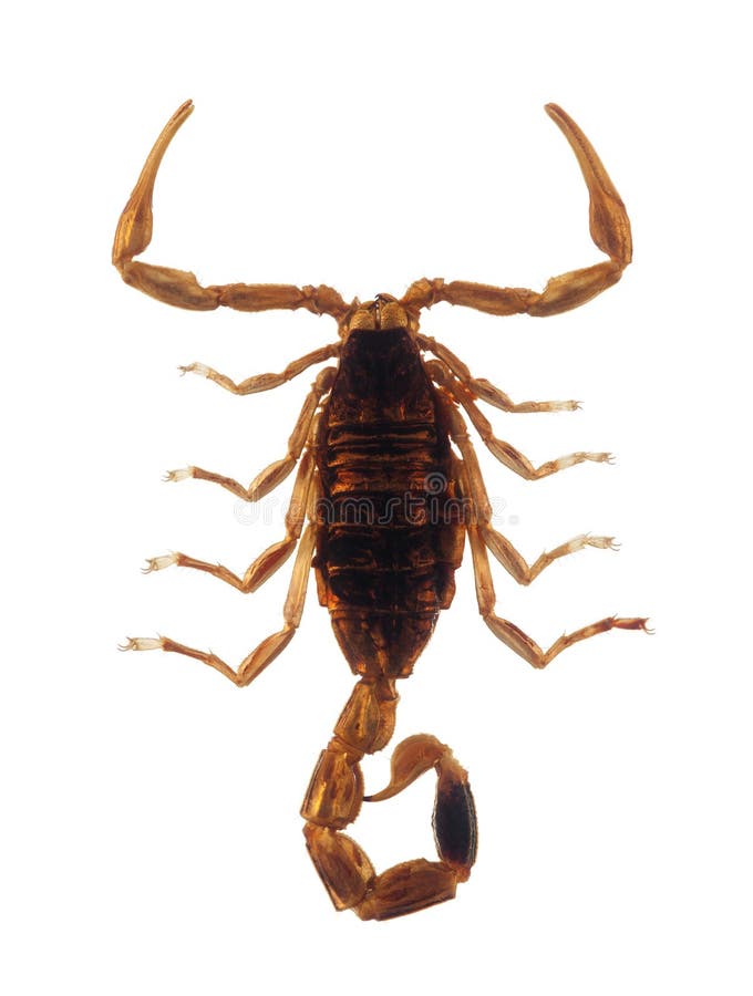 Scorpion Isolated. Scorpion on a Green Background Close Up Yellow ...