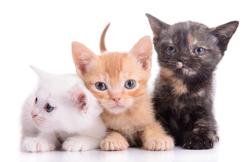 Three red cats. stock image. Image of small, pets, white - 93789621