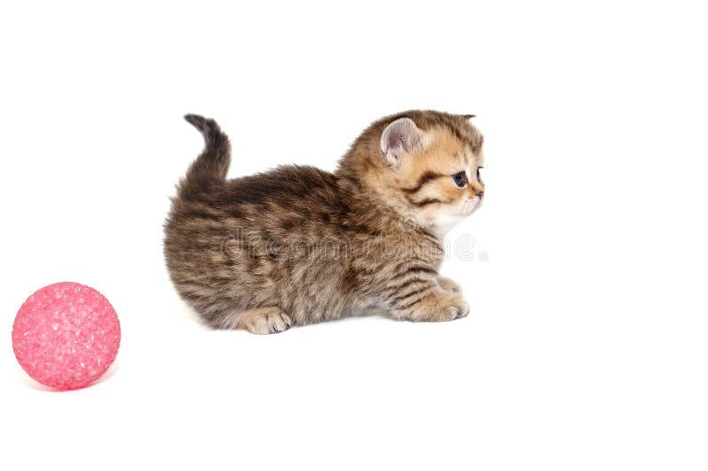1 Legged Cat Stock Photos - Free & Royalty-Free Stock Photos from ...