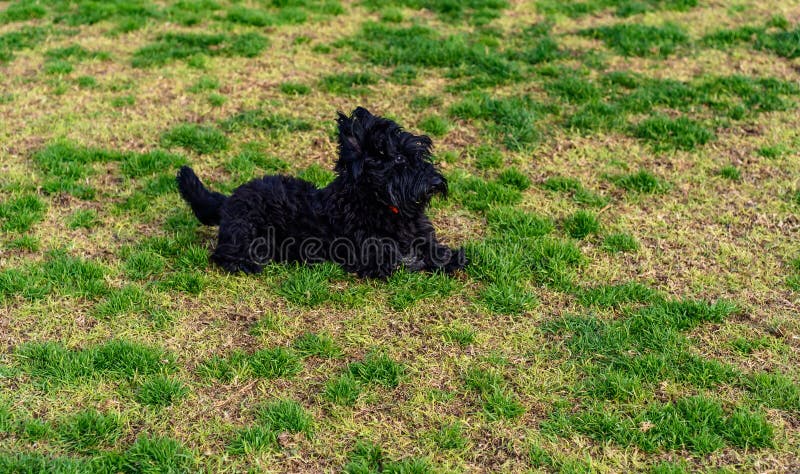 Small Scruffy Brown Terrier Dog Stock Photo - Image of scruffy, pretty ...