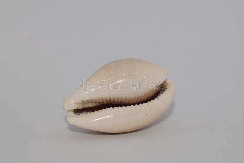 Small Sea Shell with a Face View on White Background Stock Image ...