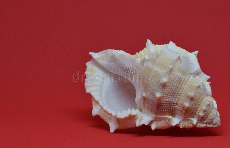Small Seashell Side View on Red Background Stock Image - Image of life ...