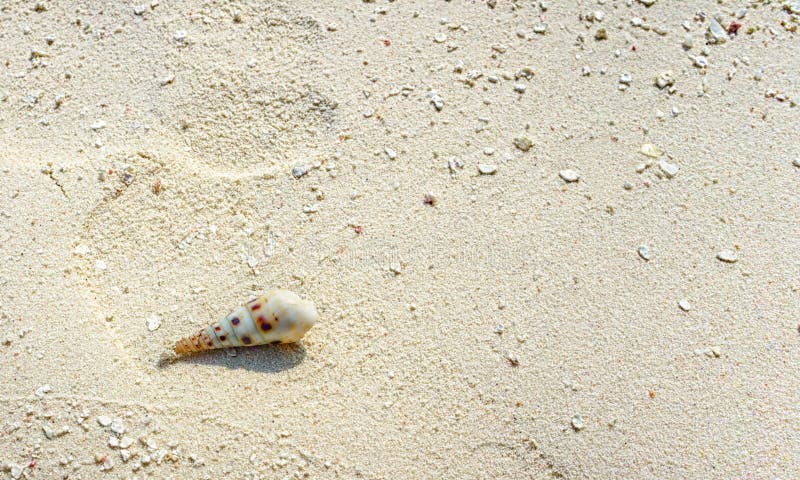 Small Sea Shell Lying on a Sandy Beach Stock Image - Image of beautiful ...