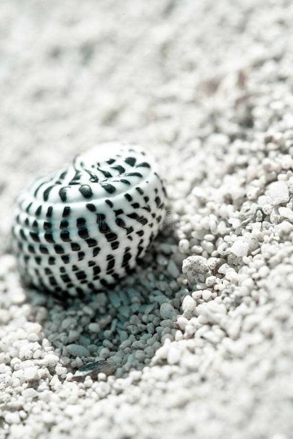 Small Sea Shell on a the Shore of a Beach Stock Image - Image of beach ...