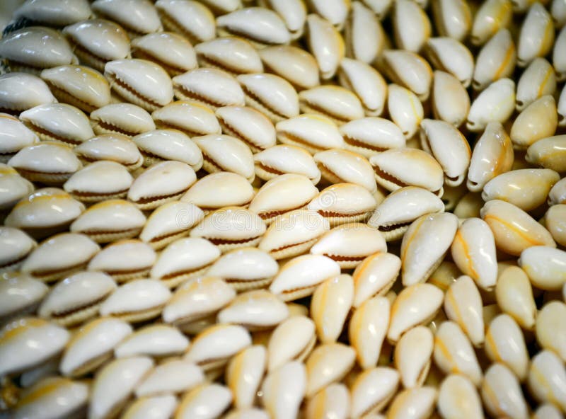 Small sea shells stock image. Image of coast, small - 151747507