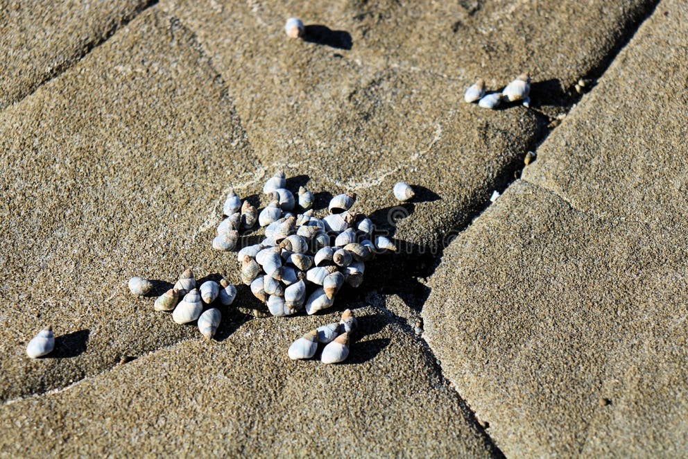 Small Sea Shells Sheltering on a Rock Stock Image - Image of shingle ...