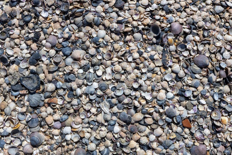 Small Sea Shells and Snail Shells on Beach Stock Image - Image of ...