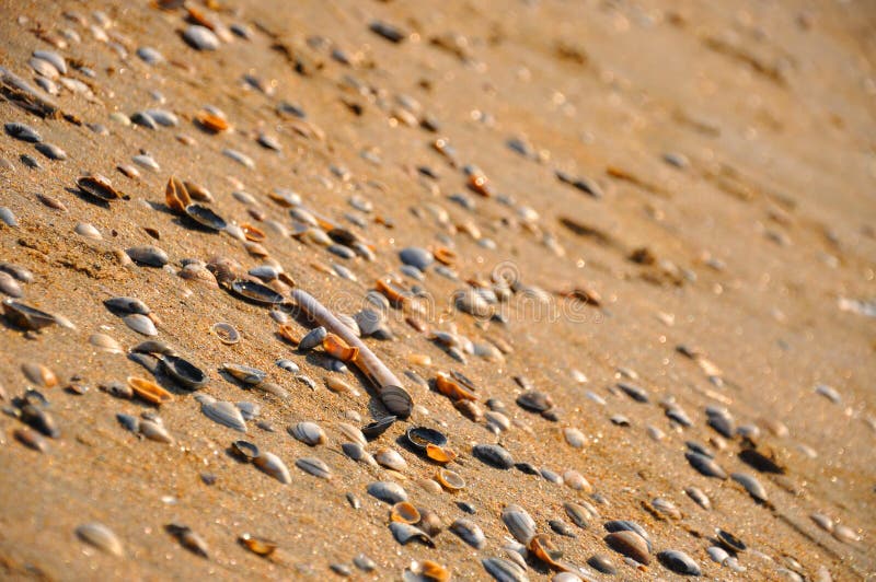 Small Sea Shells on Yellow Sand Beach Stock Photo - Image of sand ...