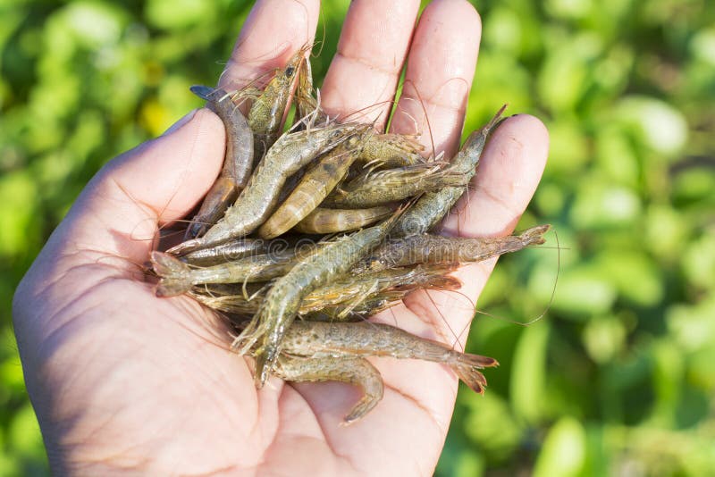 Small Sea Shrimp on the Hand. Stock Image - Image of ecosystem, animal ...