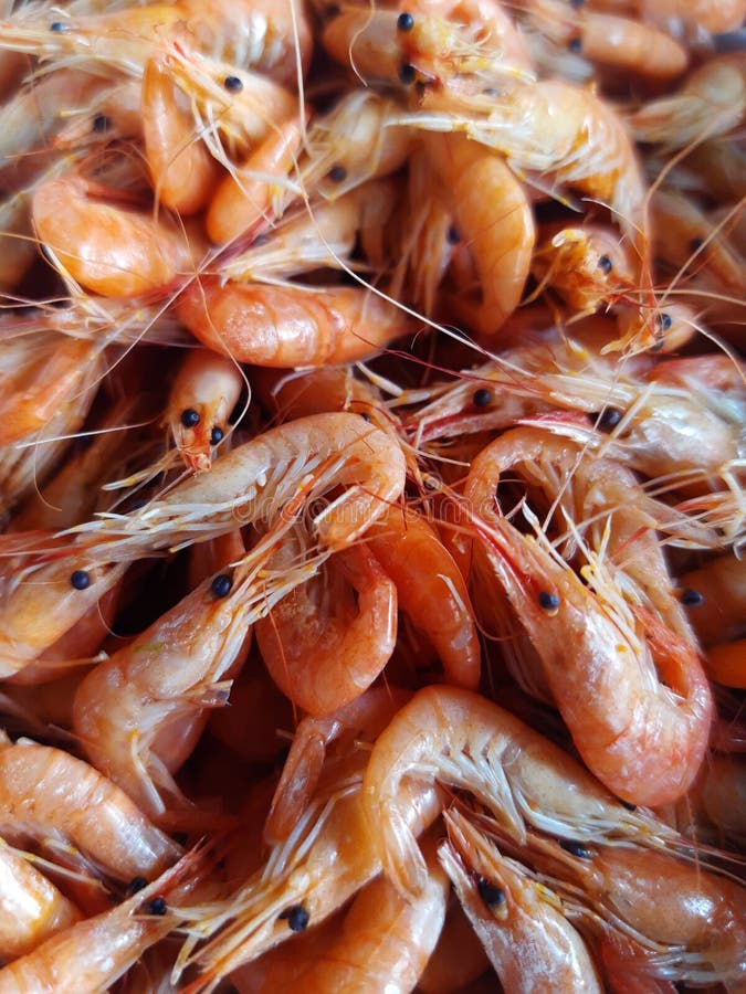 Sea shrimp close-up stock image. Image of backdrop, healthy - 269753559