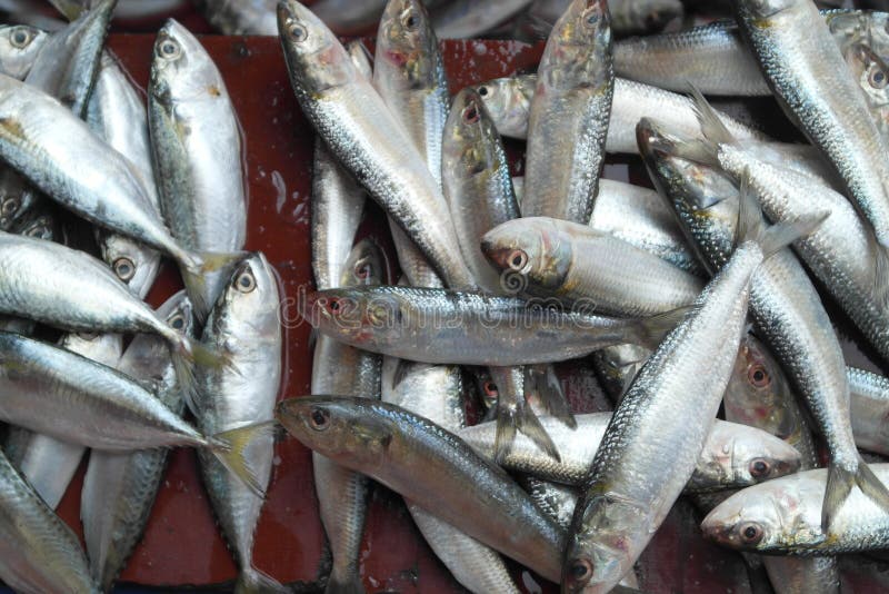 Fish stock photo. Image of flat, scales, market, river - 113429688