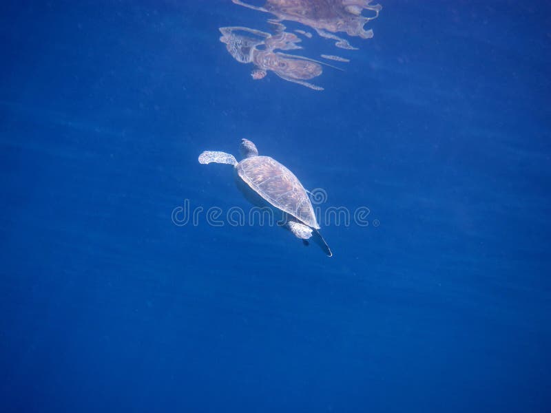 Sea turtle get air stock image. Image of coral, clear - 29722717