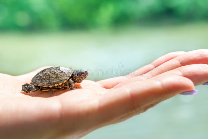 Small sea turtle stock image. Image of tropic, baby - 246909549