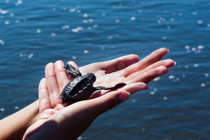 A small sea turtle stock image. Image of ocean, blue - 261080569