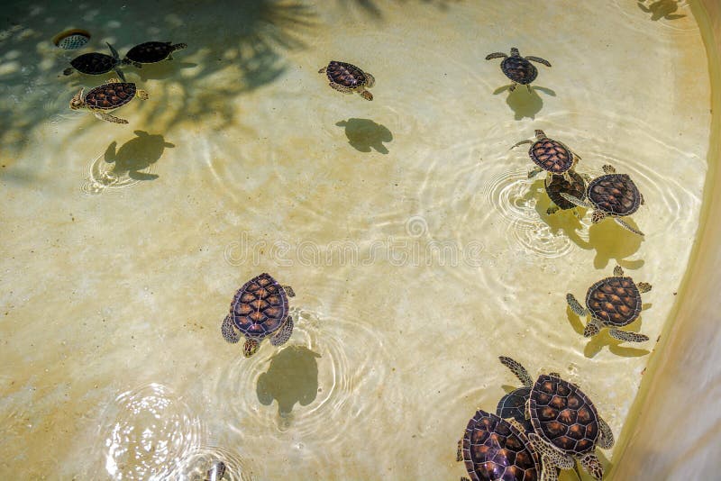 Small Sea Turtles in a Nursery Pool Close-up Stock Image - Image of ...