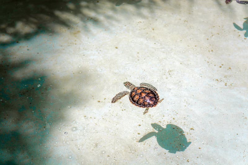Small Sea Turtles in a Nursery Pool Close-up Stock Photo - Image of ...