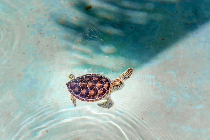 137 Small Sea Turtles Aquarium Stock Photos - Free & Royalty-Free Stock ...
