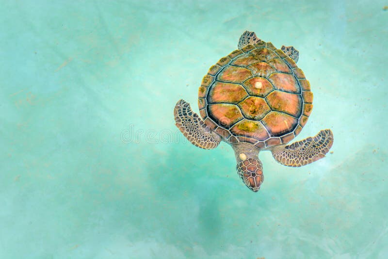 Small Sea Turtles in a Nursery Pool Close-up Stock Image - Image of ...