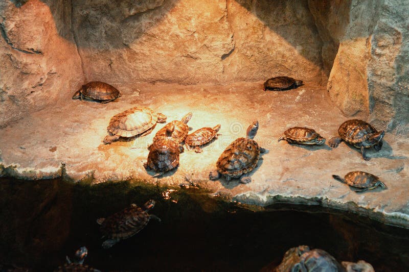 Small Sea Turtles in the Water and on the Rocks Stock Image - Image of ...