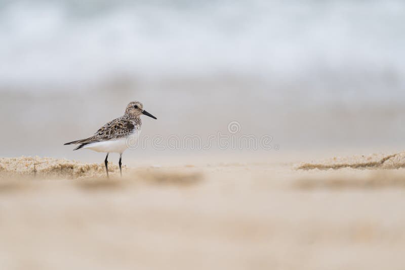 Small Seagull on Beach Sand Stock Image - Image of gull, conformity ...