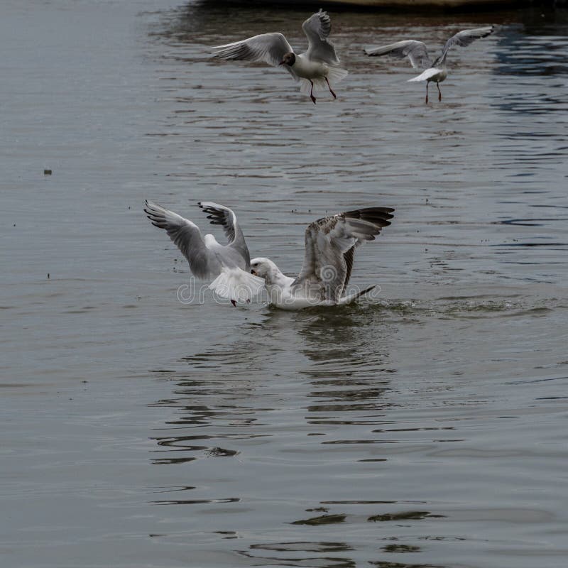Small Seagull Fighting with it`s Older Brother Stock Photo - Image of ...