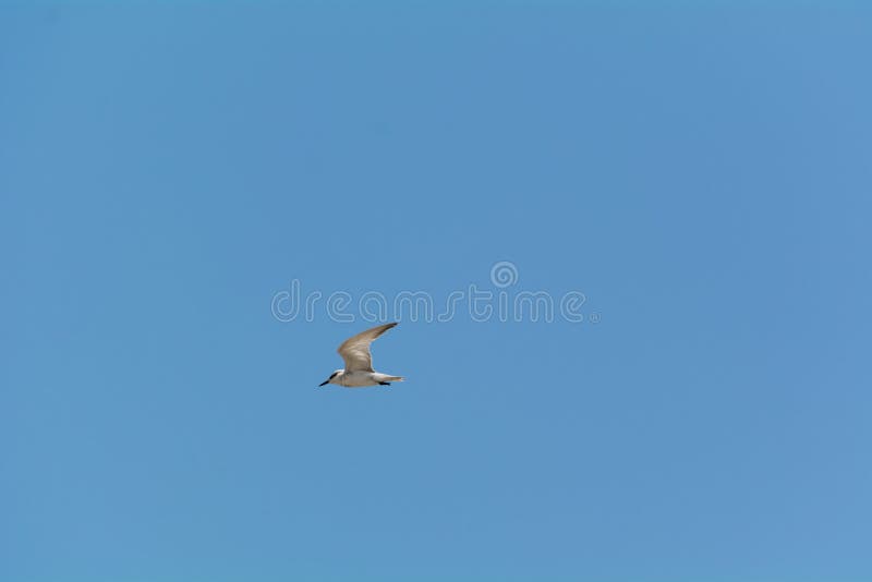 Small seagull flying. stock image. Image of summer, wing - 70945507