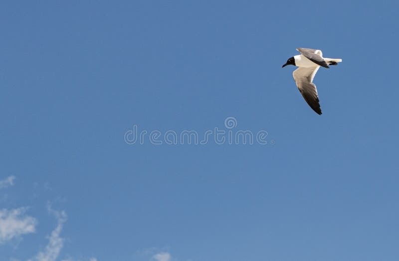 Small Seagull Flying in a Very Blue Sky Stock Image - Image of scenic ...