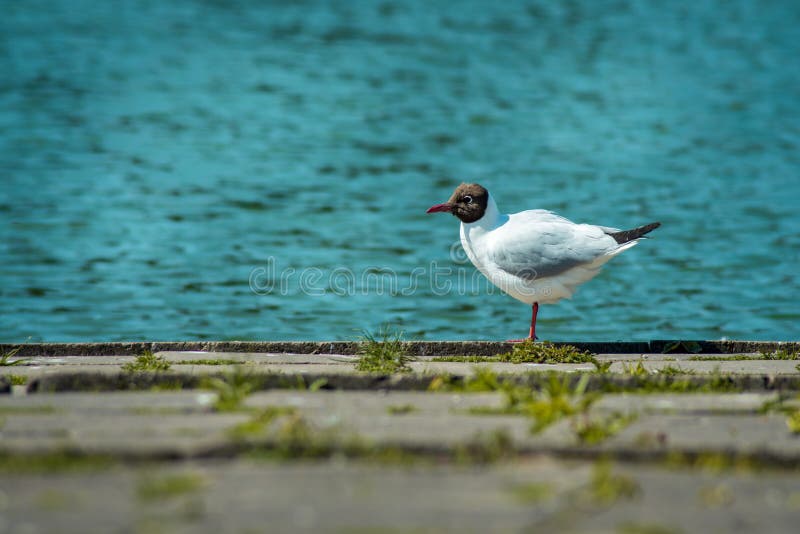 A Small Seagull by the Water Stock Photo - Image of outdoor, freedom ...