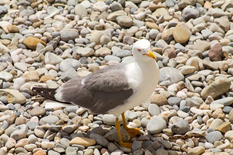 Small Seagull on a Stones Beach Background Stock Image - Image of beack ...
