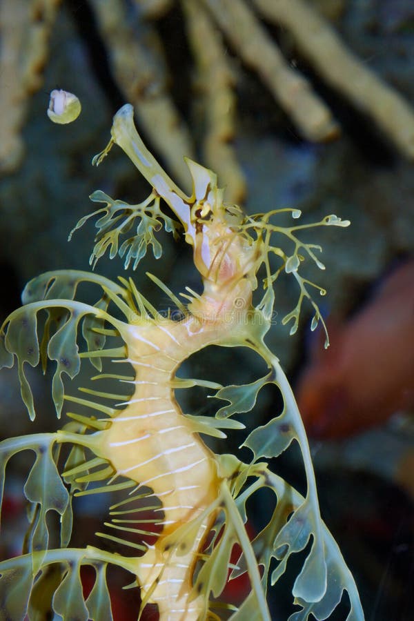 Small Seahorse in an Aquarium Stock Image - Image of macro, exotic ...
