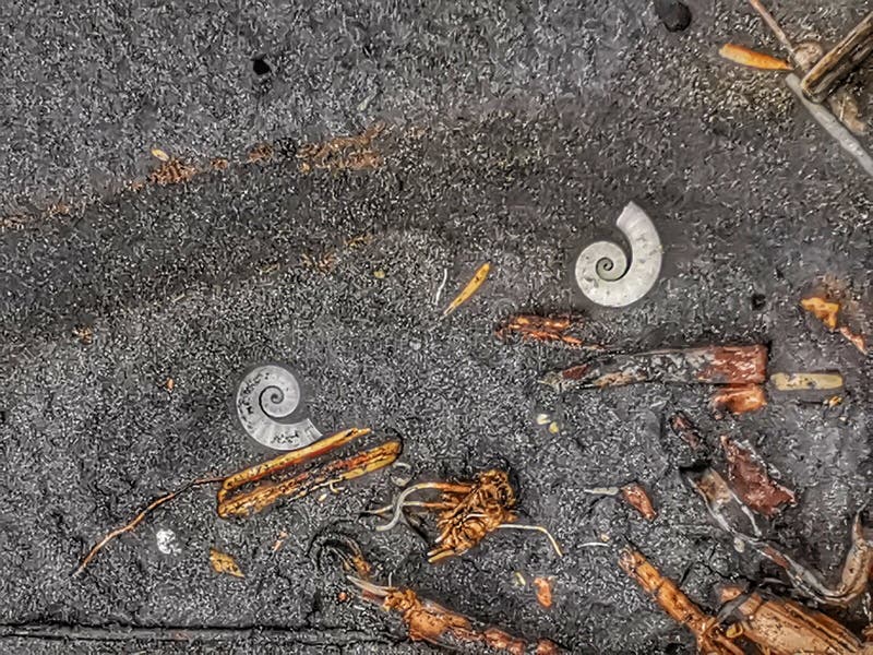 Small Seashell and Assorted Debris on a Blach Beach Sand Abstract ...