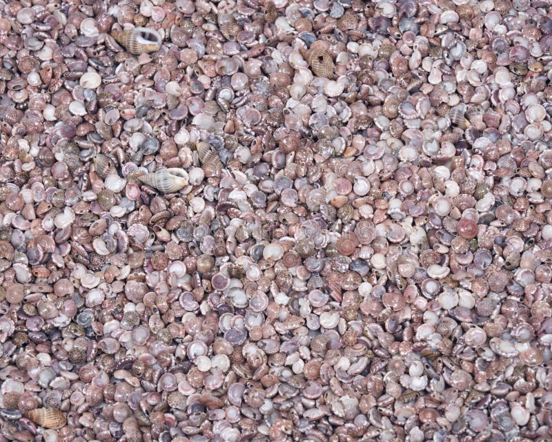 Small seashell background stock photo. Image of texture - 95807424