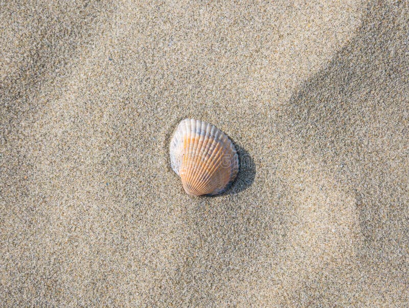 Small Seashell on the Beach in the Sand Stock Image - Image of aquatic ...