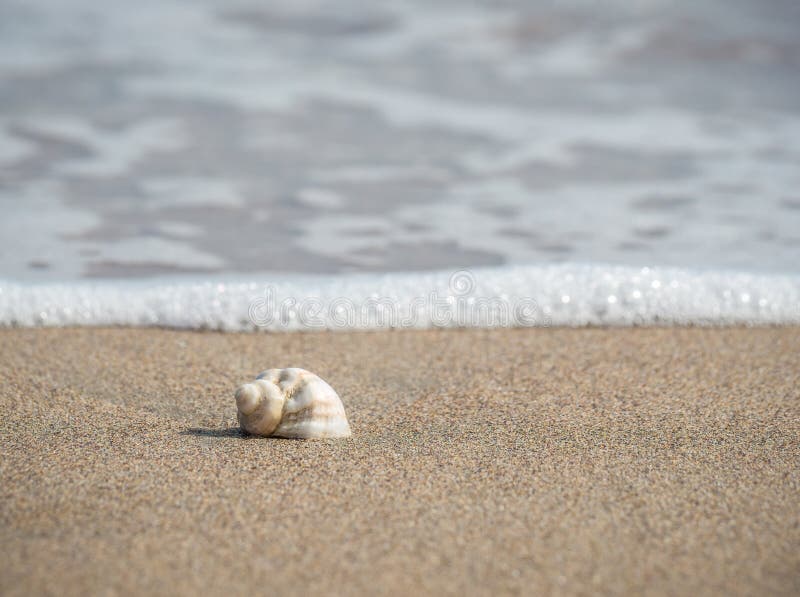 Small Seashell on the Beach in the Sand with the Water of the Sea in ...