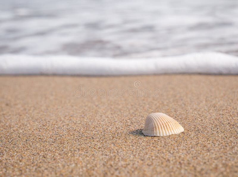 Small Seashell on the Beach in the Sand with the Water of the Sea in ...