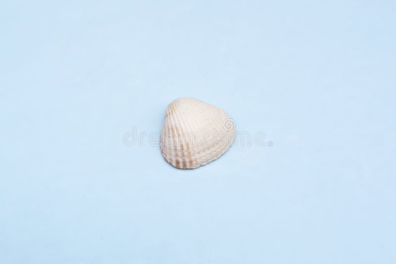 A Small Seashell on a Blue Background. the Concept of Rest and Vacation ...
