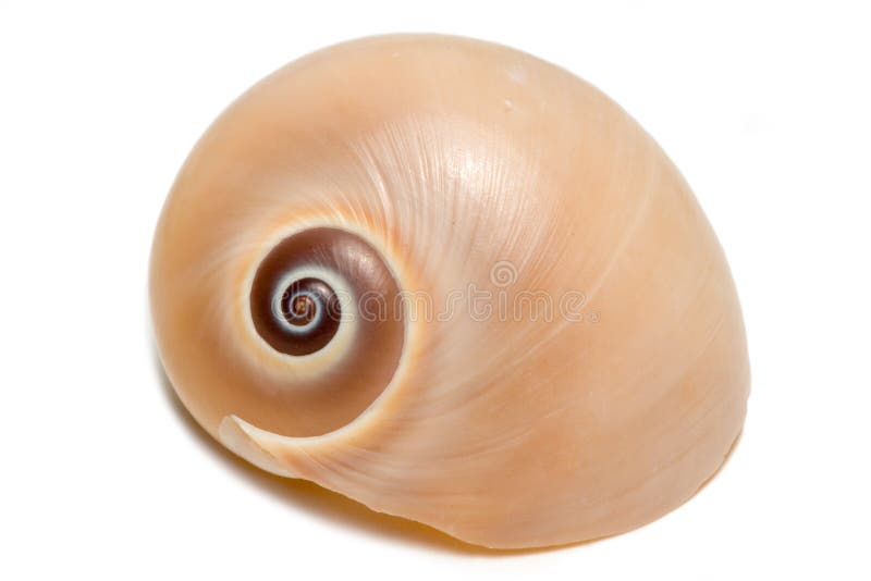 Spiral shell stock image. Image of life, shell, nautilus - 4901955