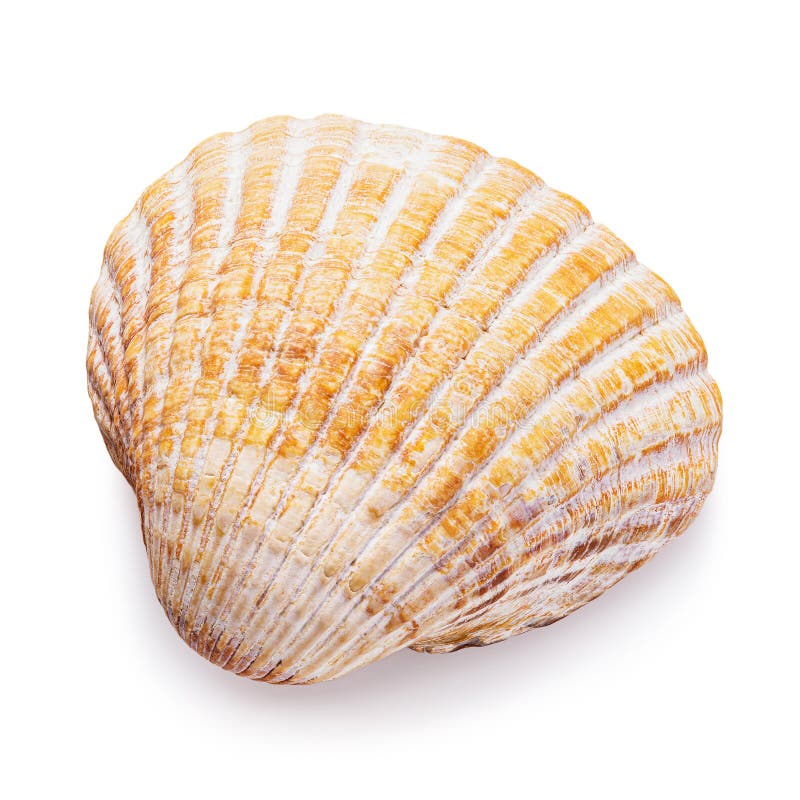 Small Seashell Isolated on White Background. Photo Taken by Stacking ...