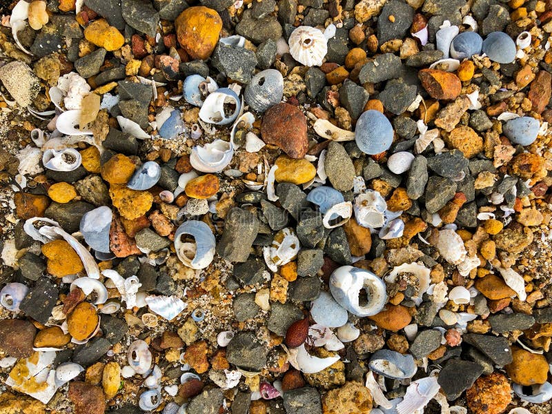 Small Seashell, Rocks, Pebbles on Sandy Coastal Area by the Sea Stock ...