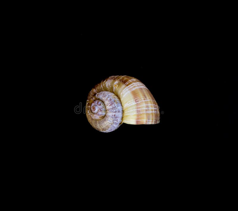 Small Seashell Shell on a Black Background Isolated Object Stock Photo ...