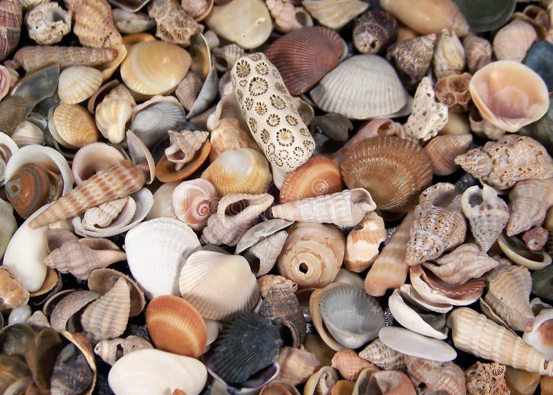Seashells sitting in sand stock photo. Image of ocean - 2421684