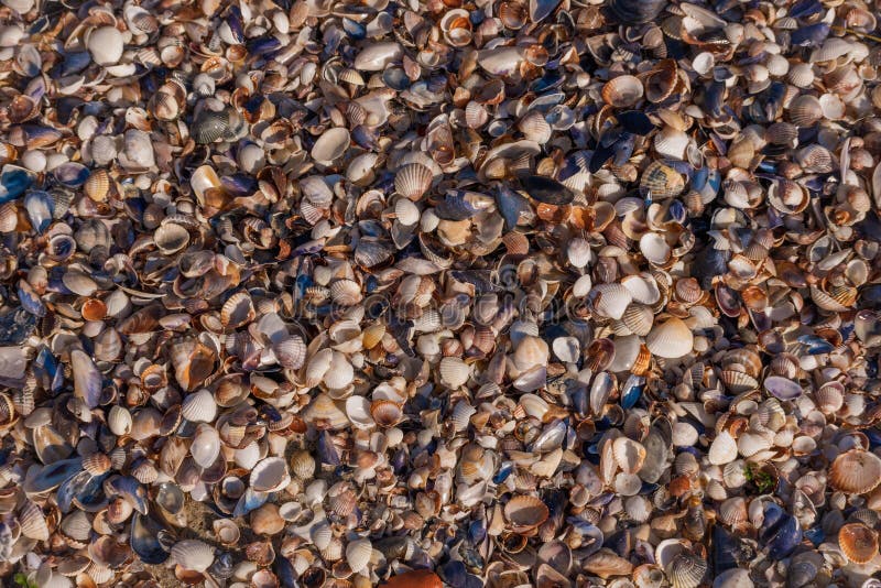 Small Seashells on the Beach. Background of the Shell Stock Photo ...
