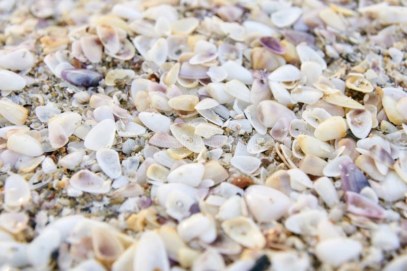Small Seashells. Beach. Bright Sand Stock Image - Image of nature ...