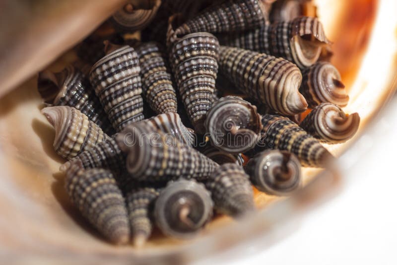 Small Seashells Lie Inside a Large Stock Image - Image of sand, scallop ...