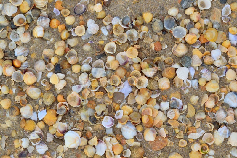 Small Seashells are on the Sandy Seashore, Background Stock Image ...
