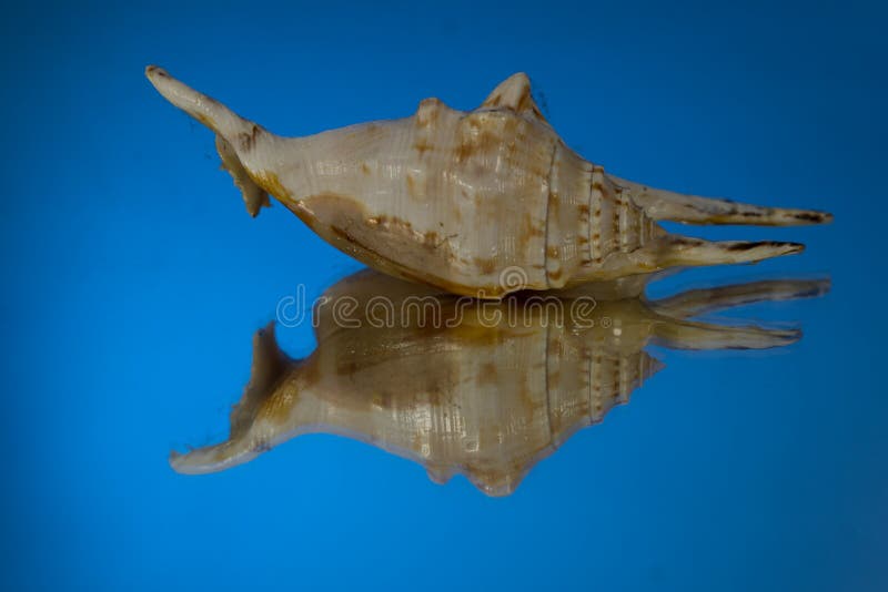 327 Broken Conch Shell Stock Photos - Free & Royalty-Free Stock Photos ...