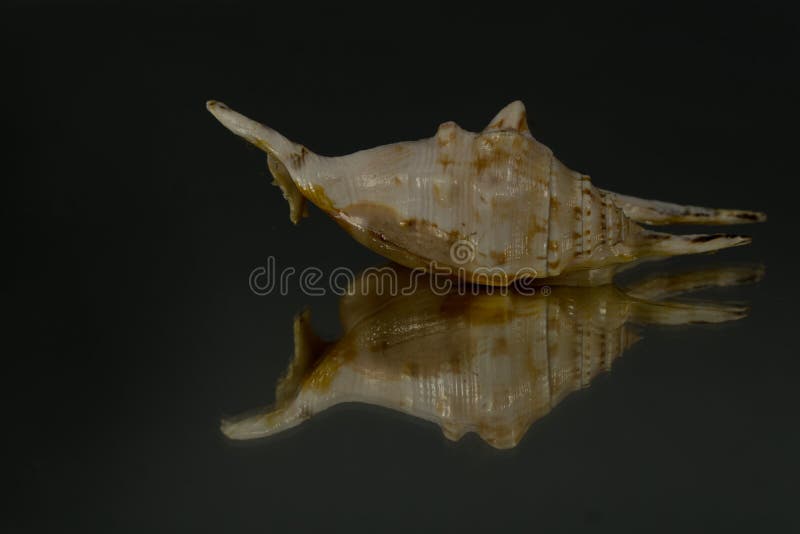327 Broken Conch Shell Stock Photos - Free & Royalty-Free Stock Photos ...
